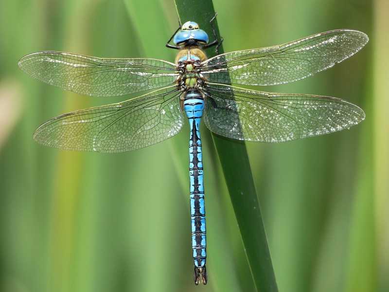 Las libélulas y su maravilloso significado espiritual – Planeta Holístico