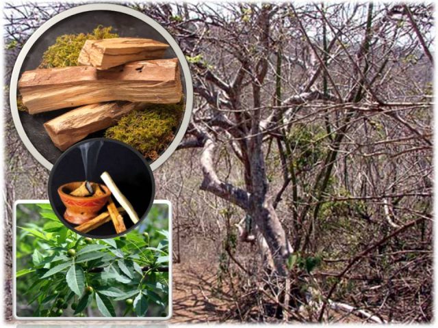La magia del Palo Santo: Qué es, leyenda, usos y limpieza – Planeta Holístico